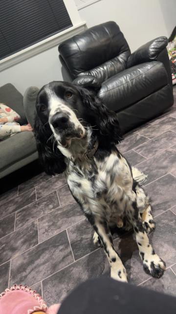 18 month old male purebred springer spaniel | Dogs & Puppies | Gumtree ...