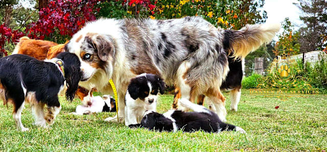 Mini Aussaliers Merle Australian Shepherd x Cavalier King Charles ...