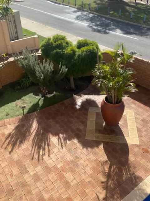 Acacia cognata Waterfall Tree, Bird of Paradise, Rosemary great cond ...