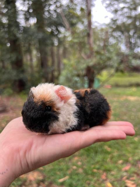 Baby Alpaca Guinea Pig | Other Pets | Gumtree Australia Port Macquarie ...