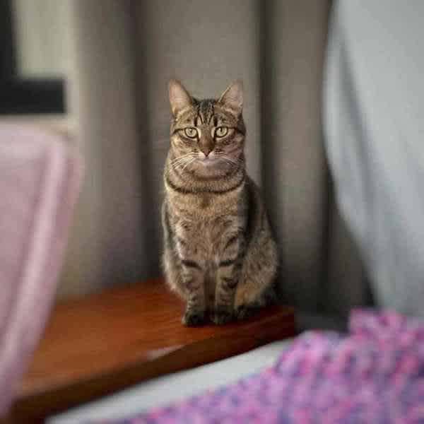 6025 : Hazel - CAT for ADOPTION - Vet Work Included | Cats & Kittens ...