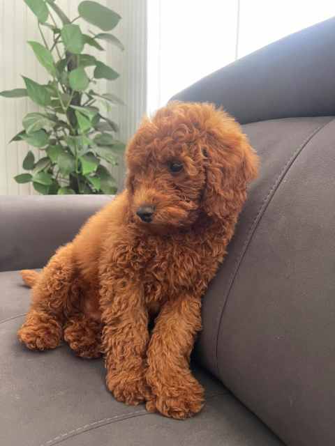 Ruby Toy Poodle | Dogs & Puppies | Gumtree Australia Moreland Area ...
