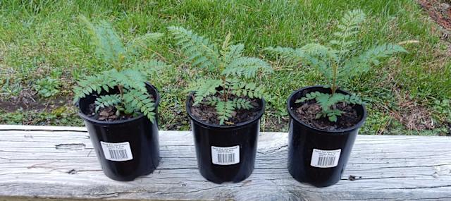 Jacaranda Tree Seedlings x 3 (Young & Healthy) - Plants in Bowral NSW ...