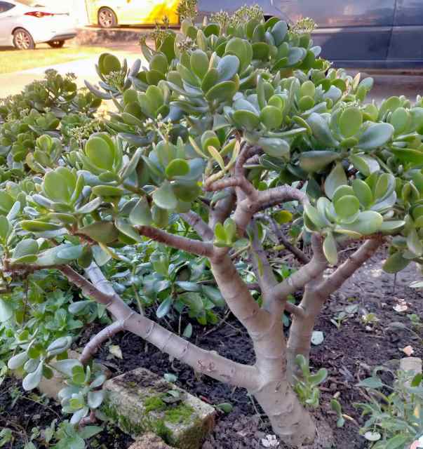 Rooted Jade Money Plant Lucky Money Tree OVATA Crassula about 72x92 cm ...