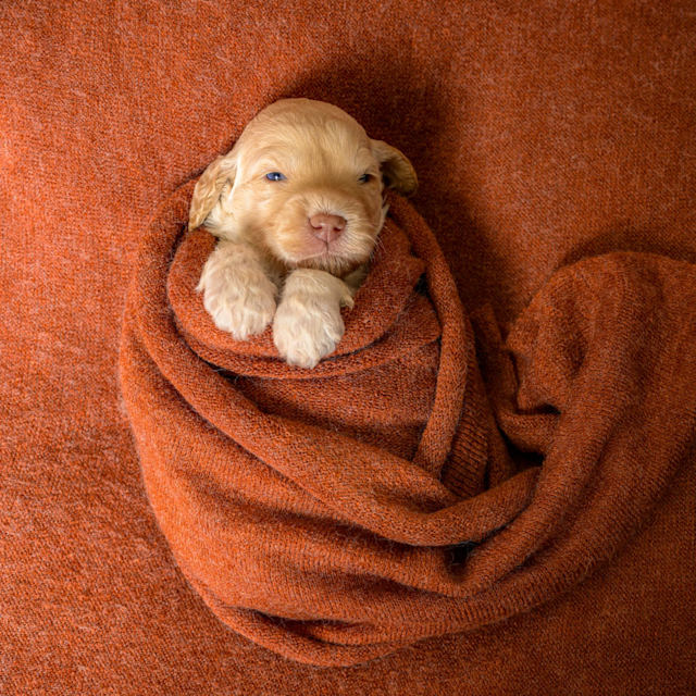 Ethically Premium Bred Spoodle / Cockapoo Puppies | Dogs & Puppies ...