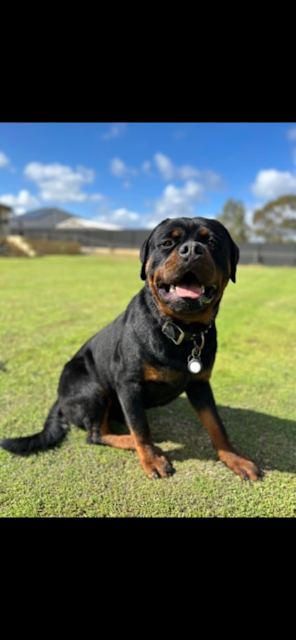 2 year old Rottweiler needs a new home | Dogs & Puppies | Gumtree ...