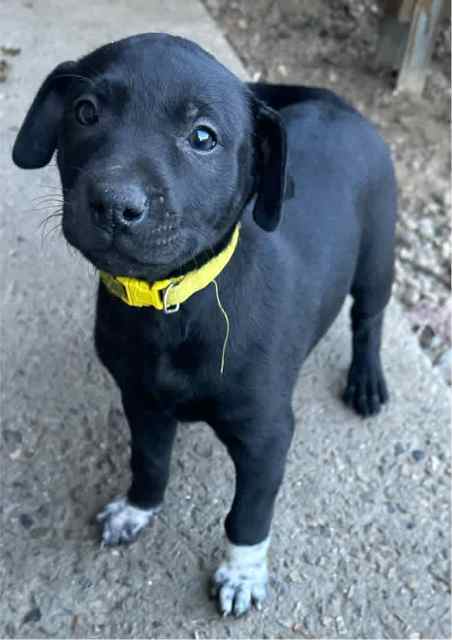 Bull Arab x mastiff pup | Dogs & Puppies | Gumtree Australia Logan Area ...