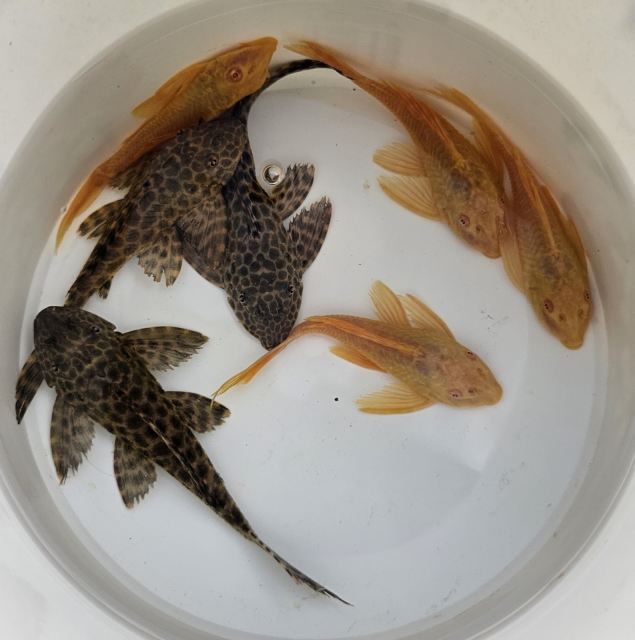 Whiptail Catfish- Sailfin Plecos - Spiney Eels - Clown Loaches | Fish ...