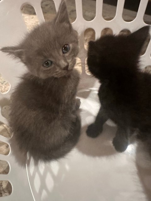 8 week old Kitten | Cats & Kittens | Gumtree Australia Logan Area ...