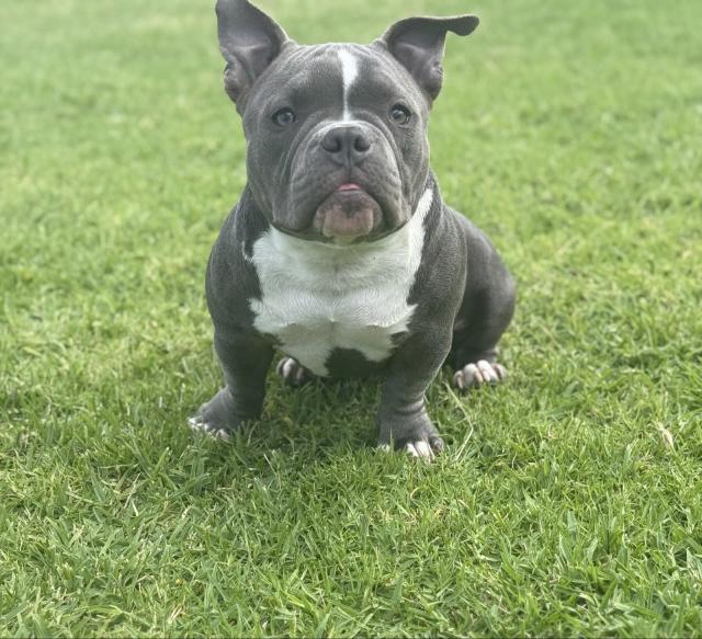 Blue Micro Bully carrying Merle | Dogs & Puppies | Gumtree Australia ...