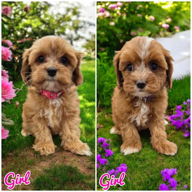 ️2 x AMAZING F1 TOY CAVOODLE PUPPIES, 2 RED RUBY females! | Dogs ...