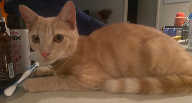 Emmanuel Ginger Domestic Short Hair | Cats & Kittens | Gumtree ...