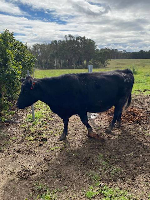 Four Black ANGUS Cows PTI (confirmed pregnancy) 6-7 months gestation ...