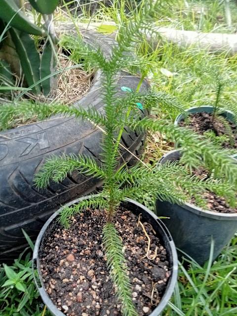 Norfolk Pine Tree - Plants in Darwin CBD NT | Gumtree Australia