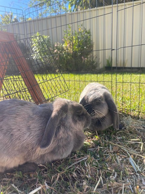 2 bonded sister bunnies! | Rabbits | Gumtree Australia Coffs Harbour ...