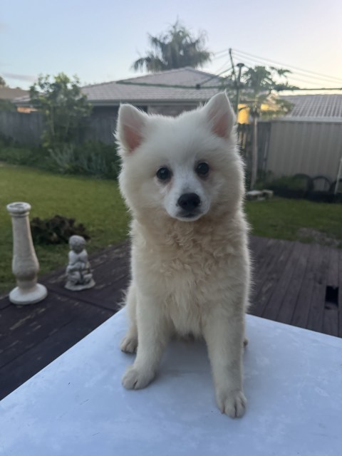 Japanese Spitz Puppies | Dogs & Puppies | Gumtree Australia Ipswich ...