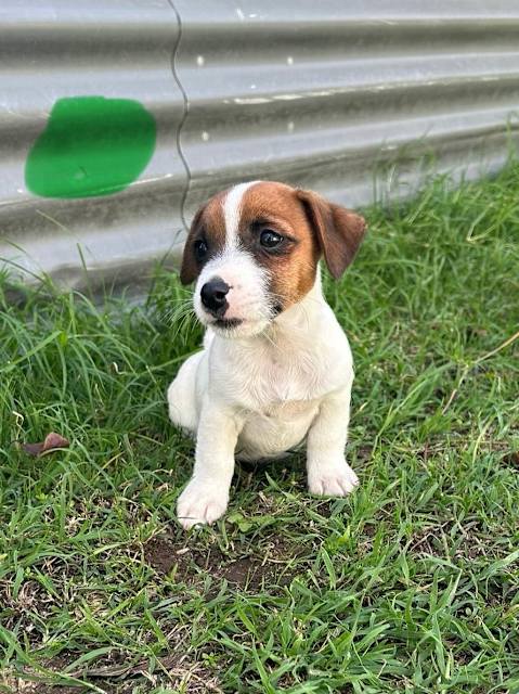 Broken Coat Jack Russell Puppies 🐶 Ready to Go! | Dogs & Puppies ...