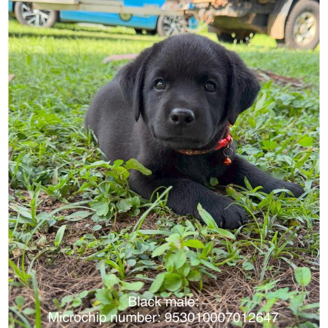 Pure Bred Labrador Puppies | Dogs & Puppies | Gumtree Australia Darwin City - The Narrows ...
