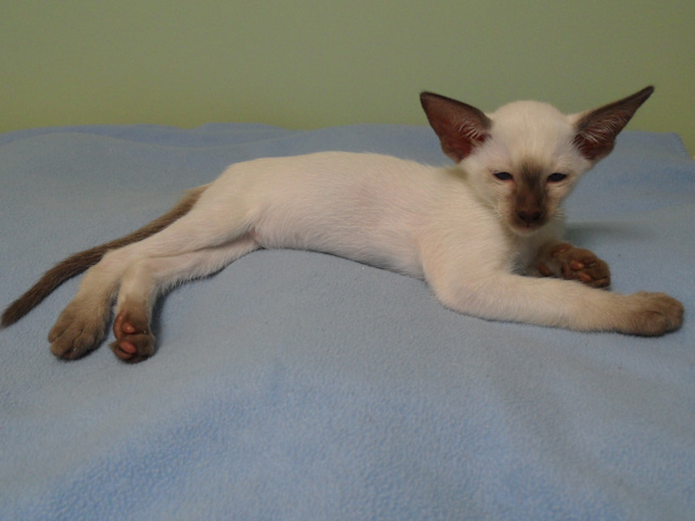 SIAMESE PURE BRED KITTENS | Cats & Kittens | Gumtree Australia Pine ...