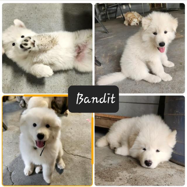 Alaskan Shepsky Puppies | Dogs & Puppies | Gumtree Australia Caboolture ...