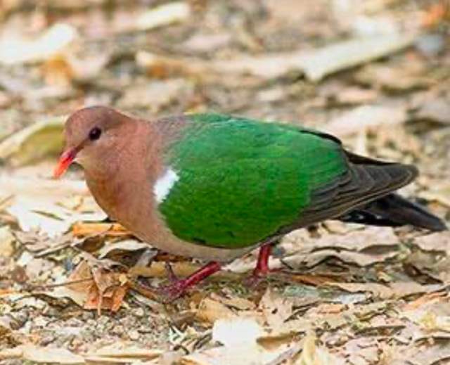 Young, unrelated pair of Emerald Doves | Birds | Gumtree Australia Brisbane South East - Manly ...