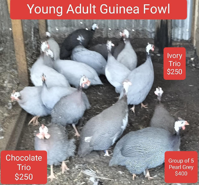 Lous Back Yard Guinea Fowl Ducks & Chooks Located Kundabung NSW 2441 ...
