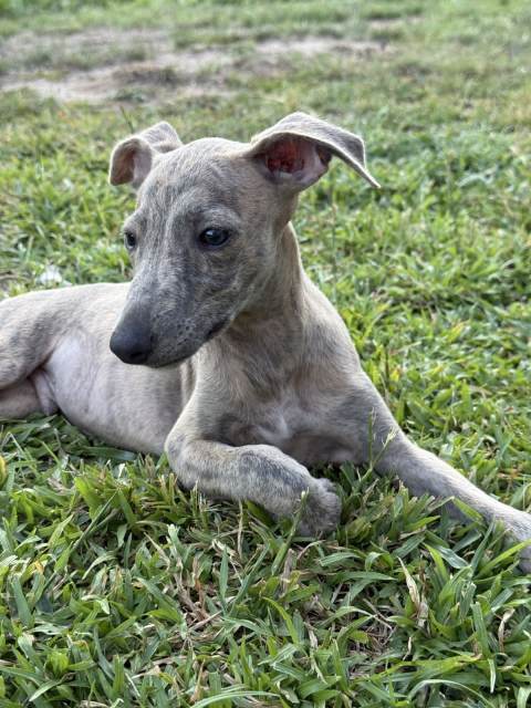 Purebred Whippet puppies 🐶 | Dogs & Puppies | Gumtree Australia Darwin ...