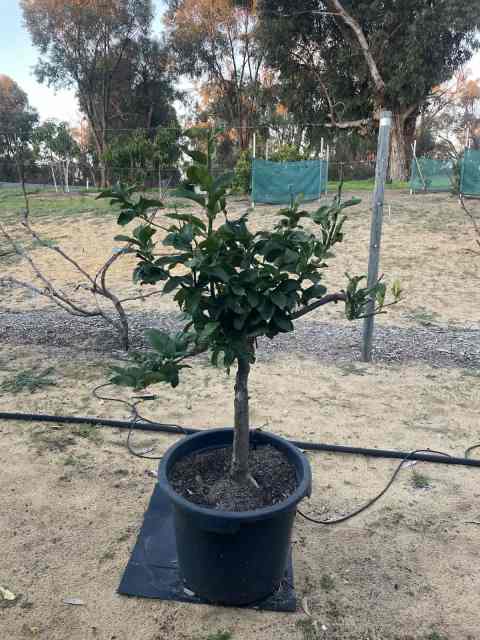 Lemon Trees - Plants in Carabooda WA | Gumtree Australia