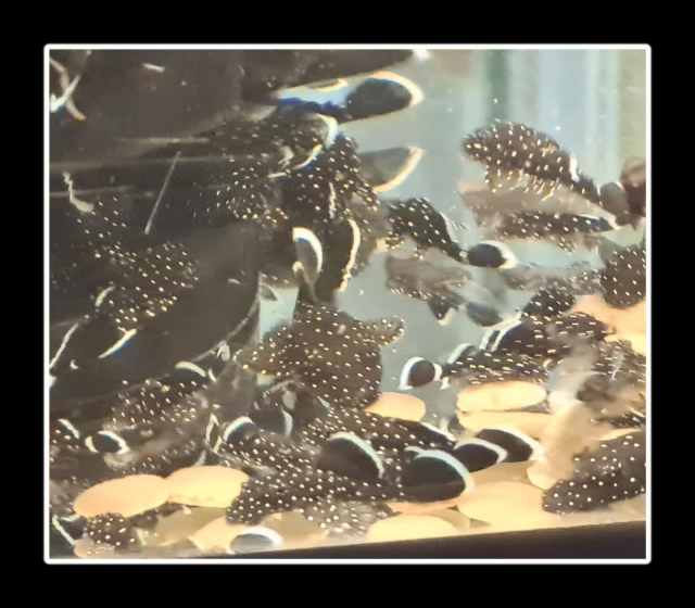 Peppermint & Super Red Bristlenose Catfish Pleco Babies | Fish ...