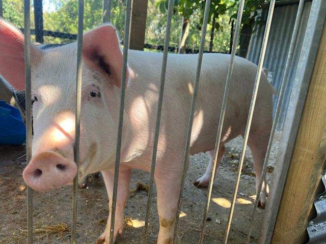 Large White Pig- Ready to go | Livestock | Gumtree Australia Ipswich ...