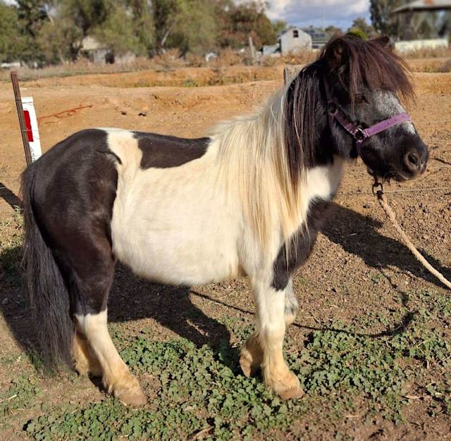 pinto welsh x shetland | Horses & Ponies | Gumtree Australia Moira Area ...