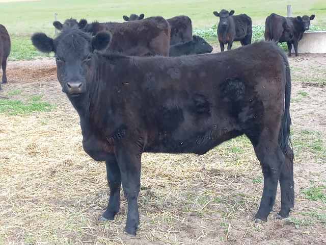 ANGUS HEIFERS | Livestock | Gumtree Australia Alexandrina Area ...