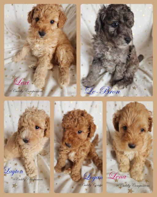 Toy Poodle (DNA Clear) Merle | Dogs & Puppies | Gumtree Australia ...