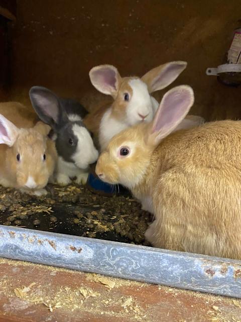 Pet rabbits | Rabbits | Gumtree Australia Outer Geelong - Lara | 1333652347