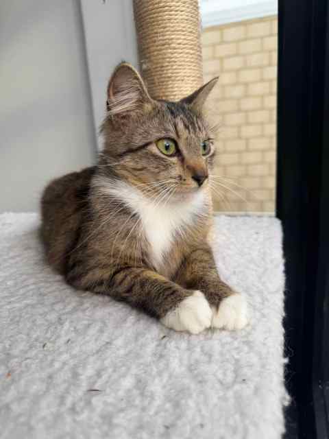 Lilo rescue kitten SC1551 vetwork included | Cats & Kittens | Gumtree ...