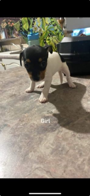 Purebred miniature foxies | Dogs & Puppies | Gumtree Australia Grant ...