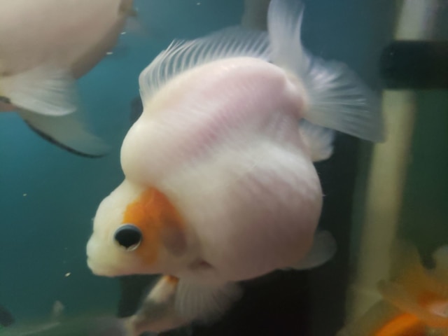 large Ryukin x oranges. mixed male guppies and others | Fish | Gumtree ...