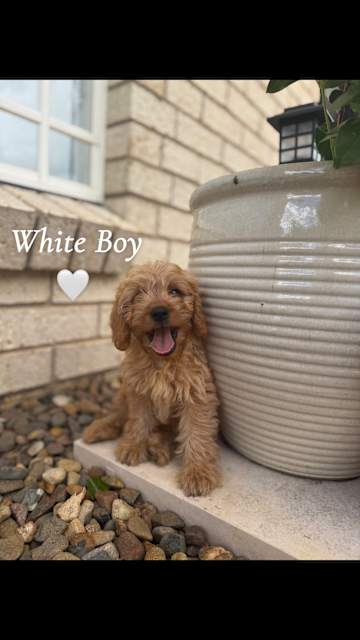 🐰 EASTER PUPPIES 🐰 Ready Now ☺️ First Gen Cavoodle Puppies | Dogs ...