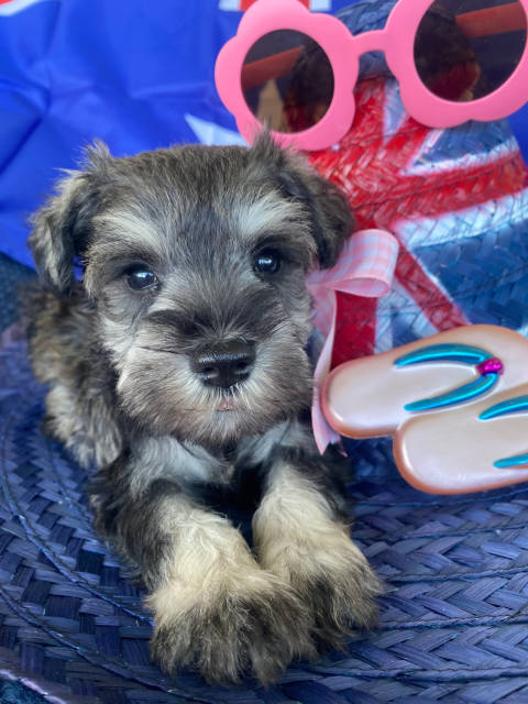 ANKC Registered Purebred Miniature Schnauzer Pups | Dogs & Puppies ...