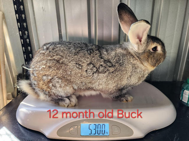 Adult Flemish Giant Rabbits | Rabbits | Gumtree Australia Northern ...