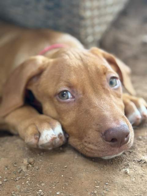 Meet Theodore!! | Dogs & Puppies | Gumtree Australia Cairns City ...