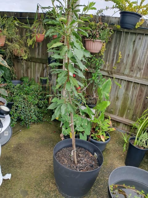 Native Frangipani Tree - Hymenosporum Flavum - Plants in Caboolture QLD ...