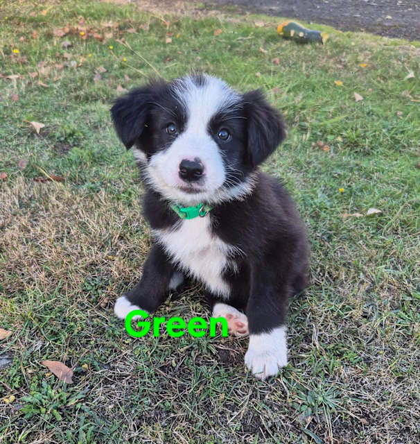 Smithfield pups | Dogs & Puppies | Gumtree Australia Derwent Valley ...