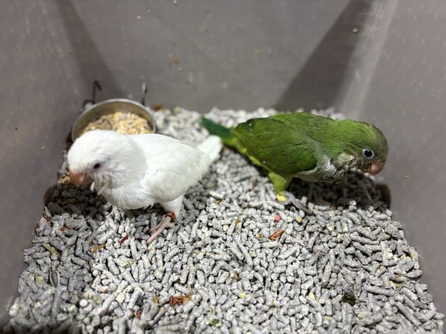 Quaker hand reared babies | Birds | Gumtree Australia Hobsons Bay Area ...