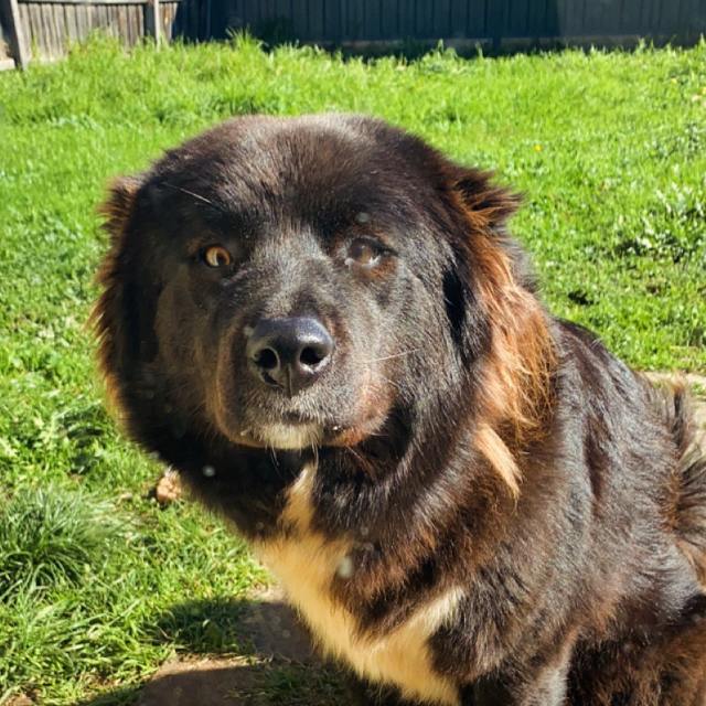 Female Dog to good home | Dogs & Puppies | Gumtree Australia Melton ...