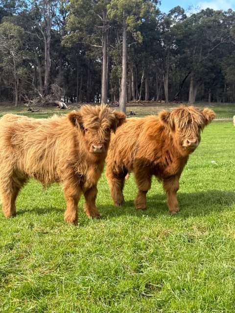 Highland cattle 12 months old steers | Livestock | Gumtree Australia ...