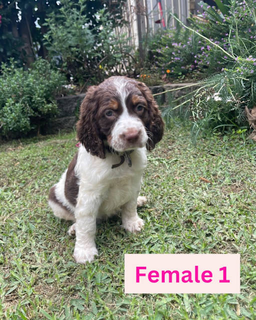 Purebred Springer Spaniel Puppies - Last 2 left 1F 1M | Dogs & Puppies ...