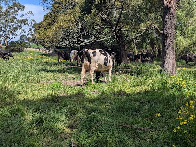 Relief Milker Permanent part time | Farm Management | Gumtree Australia ...