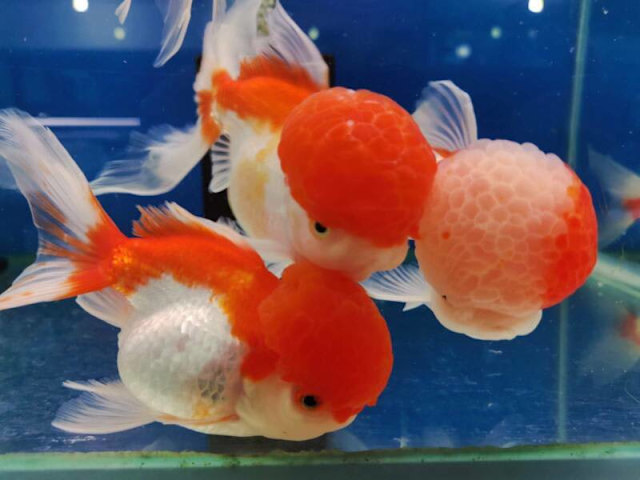 Oranda Rose Tail 12cm | Fish | Gumtree Australia Willoughby Area ...