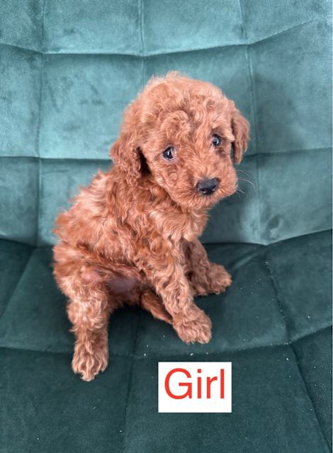 Pure Toy Poodle Puppies available | Dogs & Puppies | Gumtree Australia ...